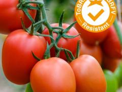 איקראם - Variety עגבניה | זרעים גדרה Syngenta | חברת הזרעים המובילה בישראל